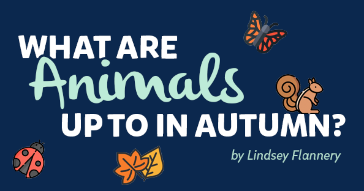 What are animals up to in autumn? | Kidzeum of Health and Science