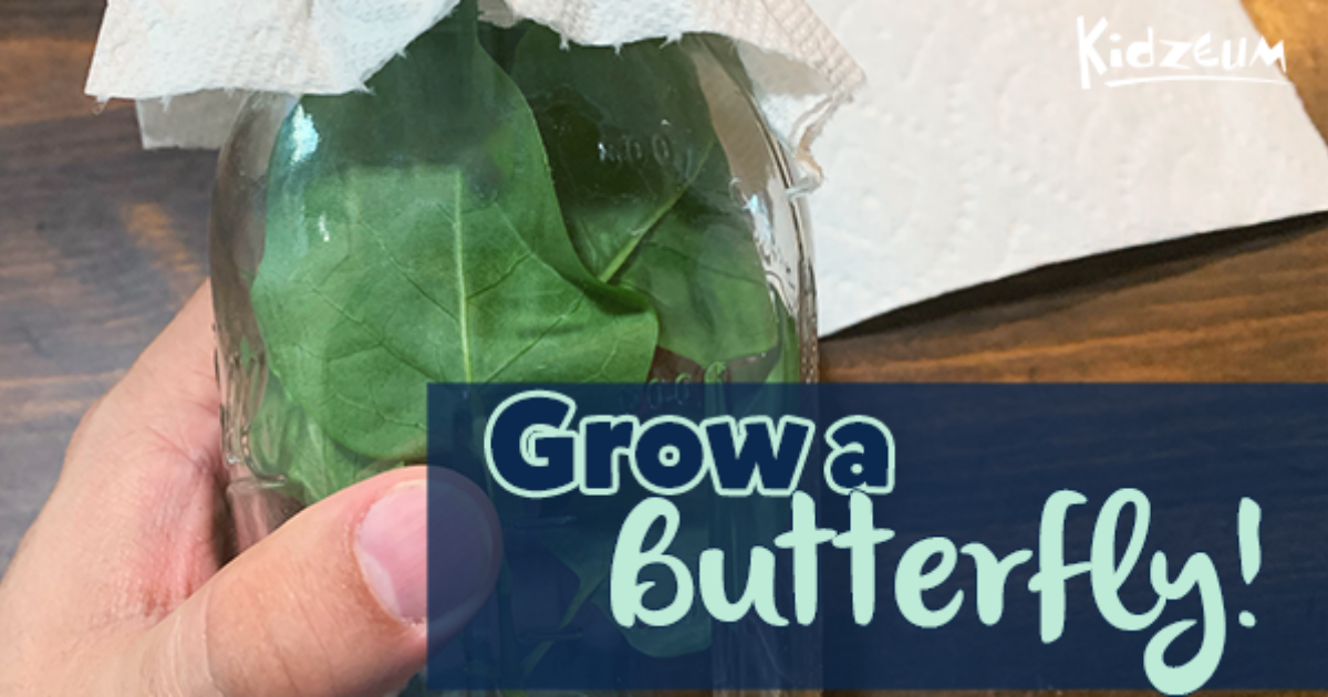 Grow a Butterfly! • Kidzeum | Kidzeum of Health and Science