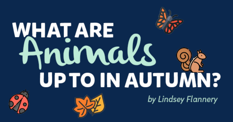 What Are Animals In Autumn